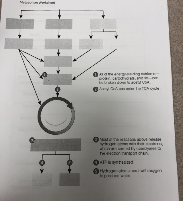 Solved Metabolism Worksheet Describe the following terms | Chegg.com