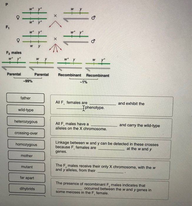 Solved P F1 F2 males w* Parental Recombinant Parental | Chegg.com