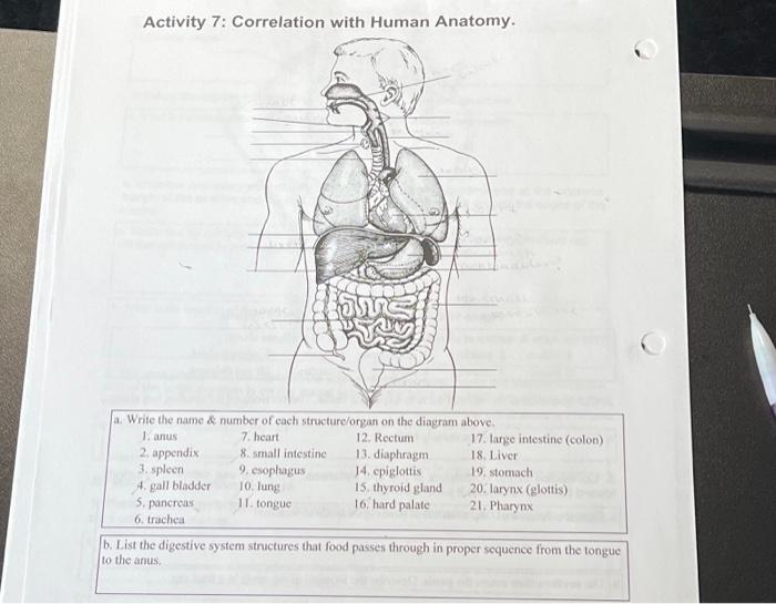 Solved Activity 7: Correlation with Human Anatomy. a. Write | Chegg.com