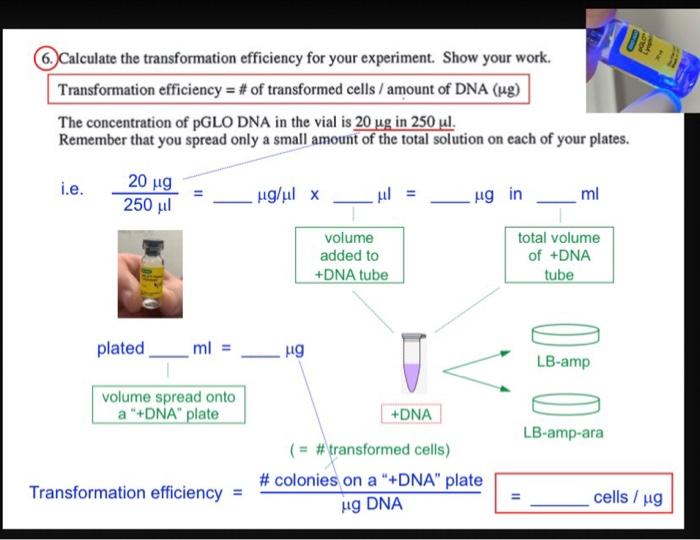 6. Calculate the transformation efficiency for your | Chegg.com