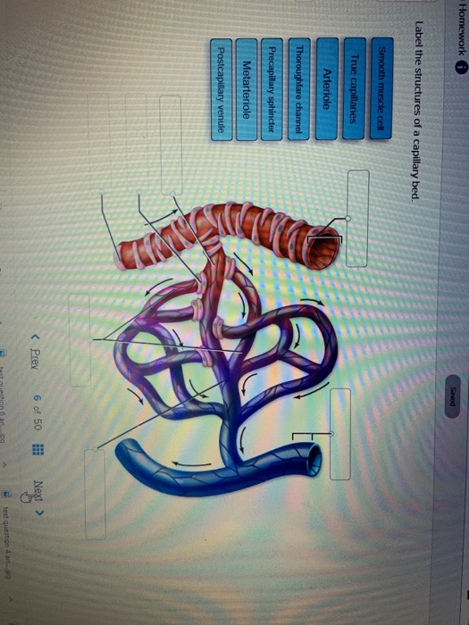 Solved Homework Sarved Label The Structures Of A Capillary Chegg