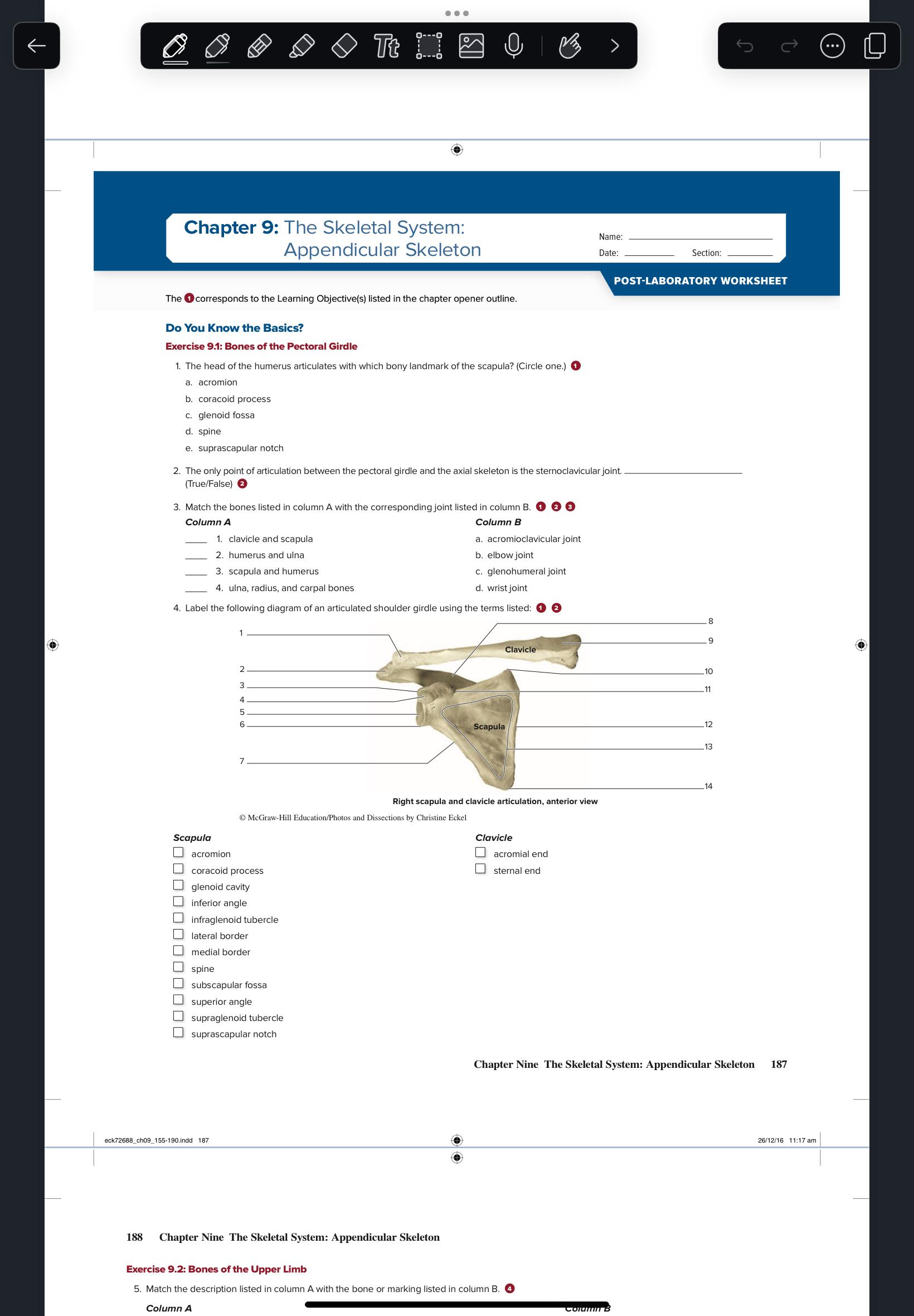 Solved Chapter 9: The Skeletal System:Name:Appendicular | Chegg.com