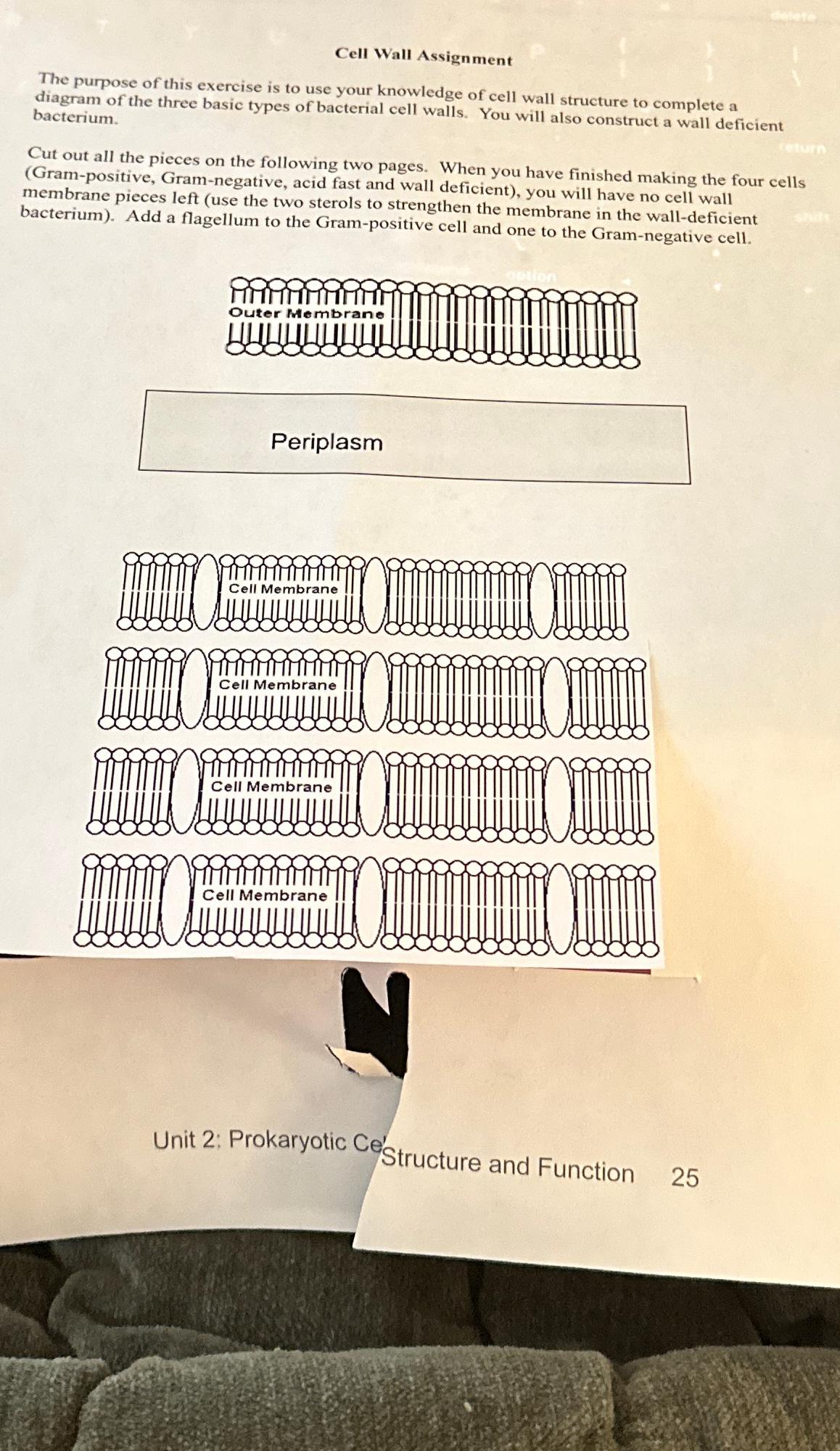 Solved Cell Wall Assignment\\nThe purpose of this exercise | Chegg.com