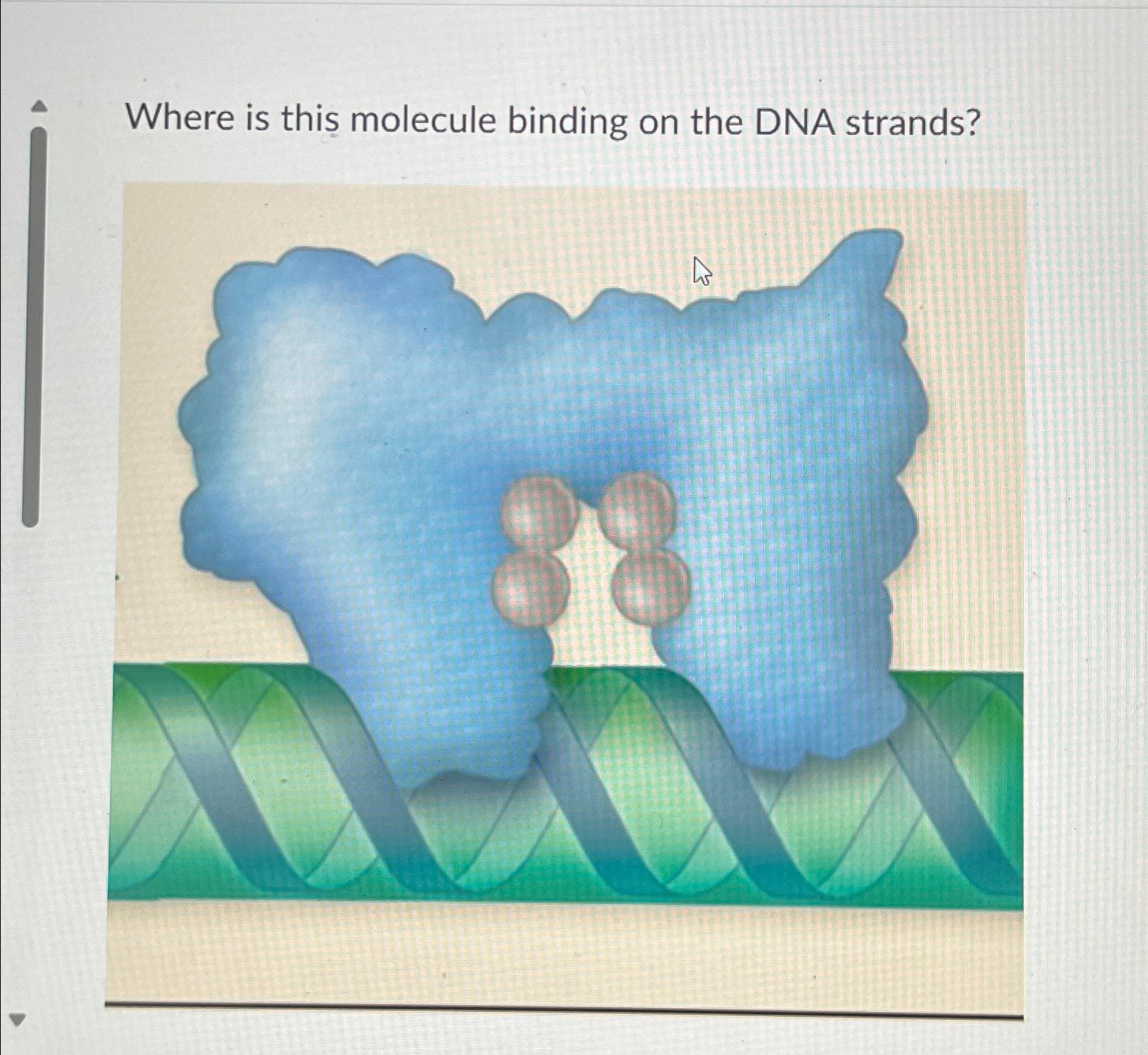 Solved Where is this molecule binding on the DNA strands? | Chegg.com