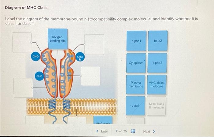 Solved Diagram of MHC Class Label the diagram of the | Chegg.com