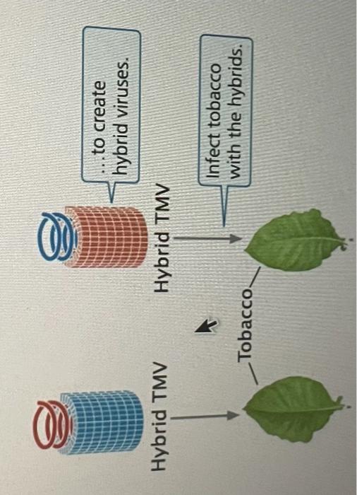 Solved there are 2 types of tobacco mosaic viruses, A and B. | Chegg.com