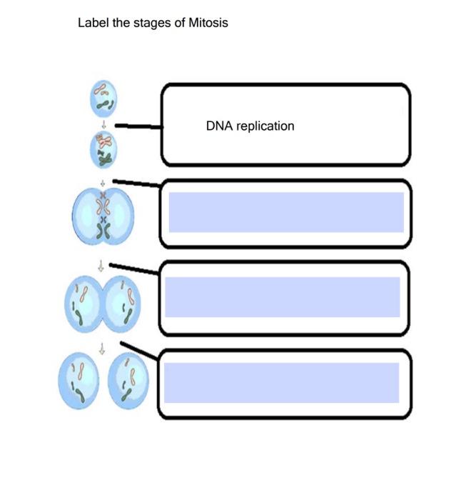 Label the stages of Mitosis Protein | Chegg.com