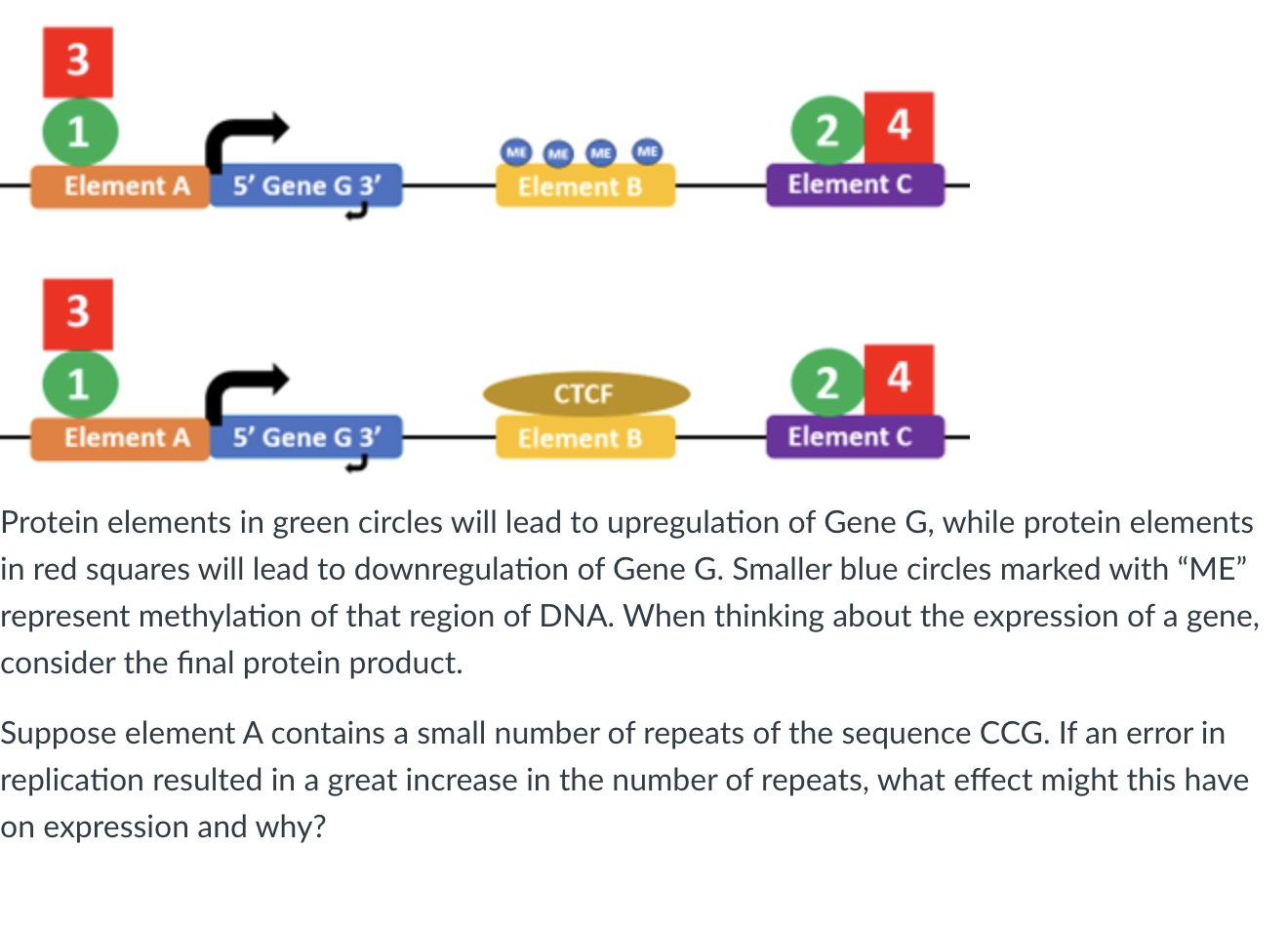 Solved Protein elements in green circles will lead to | Chegg.com