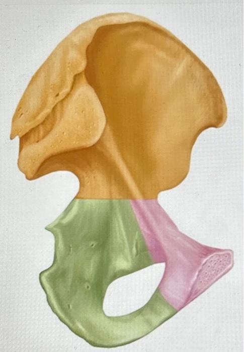 Solved Anterior view of the left hip (coxal) bone Lateral | Chegg.com