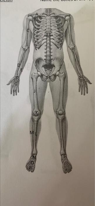 Solved Activity 6-Bony landmarks of the Hip Bones F B D H | Chegg.com