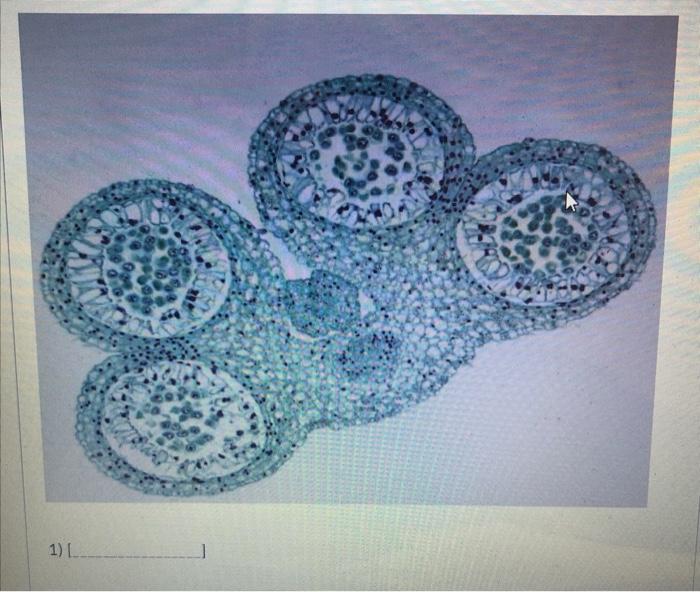 Solved 1) | Chegg.com