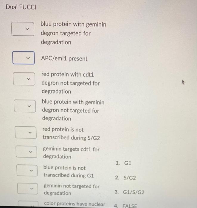 Dual FUCCI blue protein with geminin degron targeted | Chegg.com