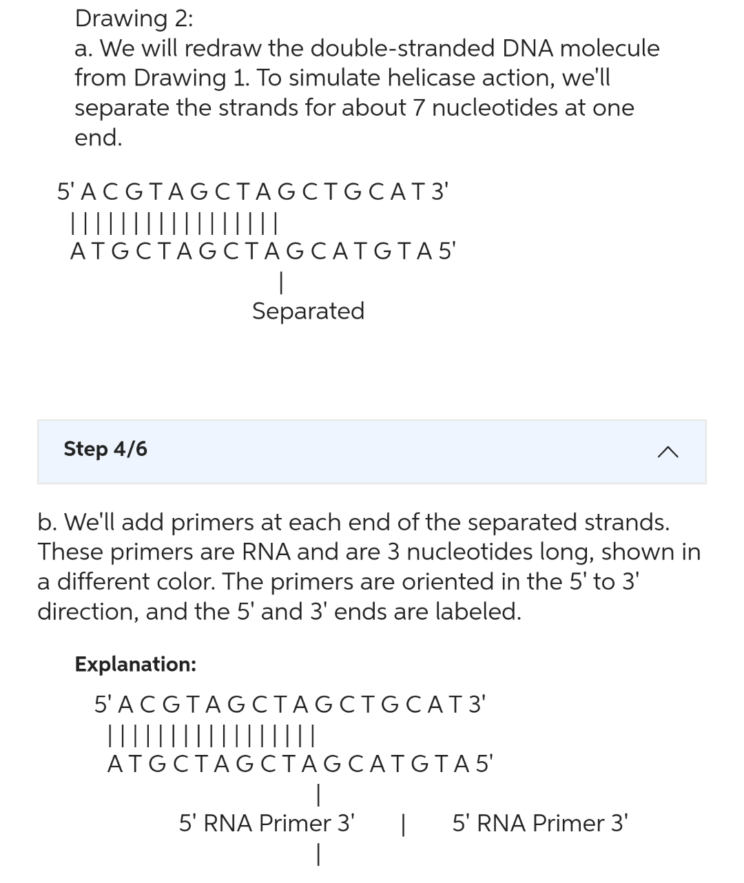 Drawing 3: a. Redraw your DNA molecule from Drawing | Chegg.com