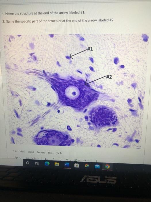 Solved 1. Name the structure at the end of the arrow labeled | Chegg.com