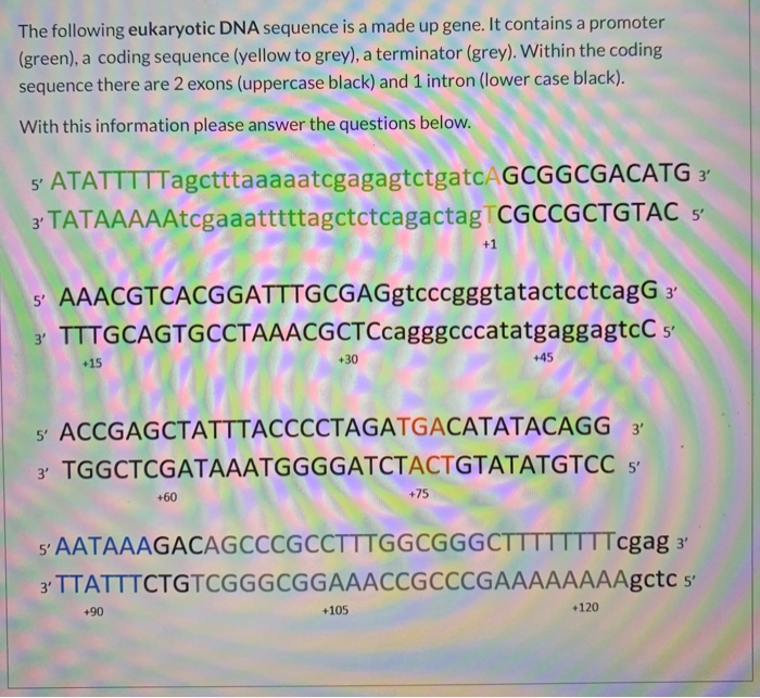 Solved The following eukaryotic DNA sequence is a made up | Chegg.com