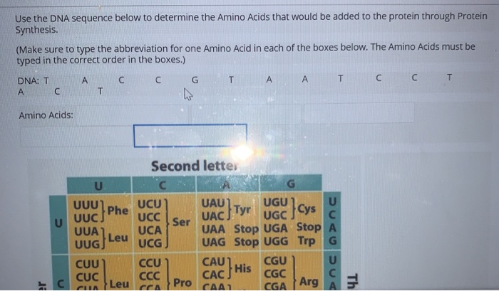 Solved Use the DNA sequence below to determine the Amino | Chegg.com