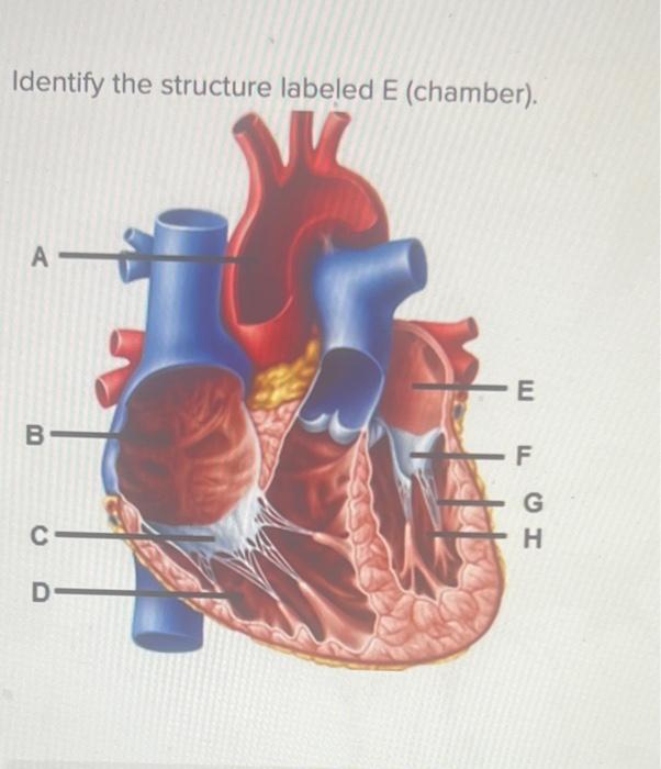 Solved Identify the structure labeled E (chamber). Fill in | Chegg.com