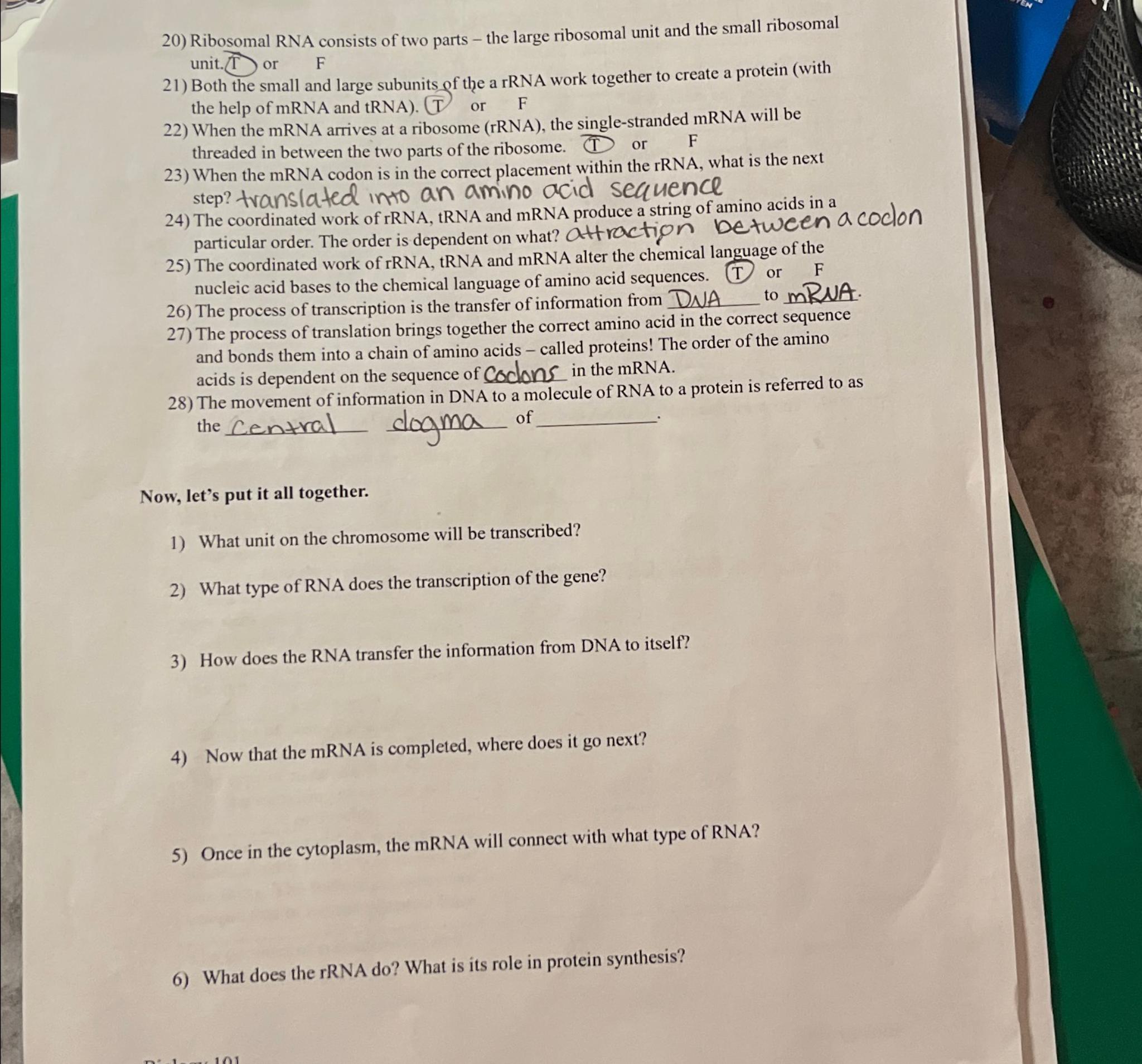 Solved Ribosomal RNA consists of two parts - ﻿the large | Chegg.com