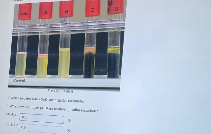 1. Which two test tubes (A-D) are negative for | Chegg.com