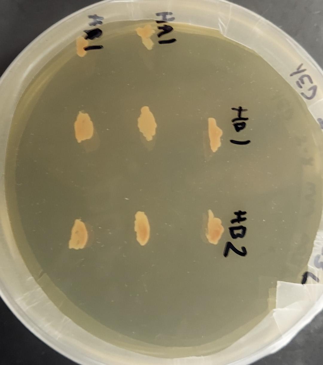 Solved Lab 4: Yeast Complementation Purpose In this | Chegg.com