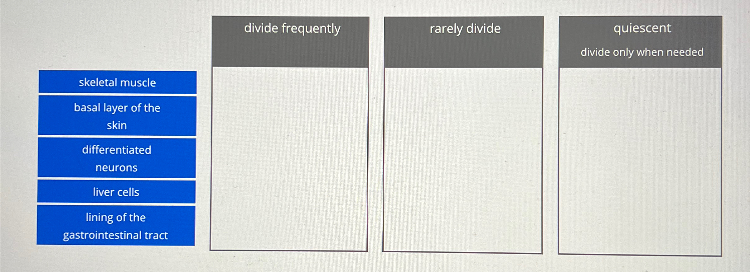 Solved divide frequentlyskeletal musclebasal layer of the | Chegg.com