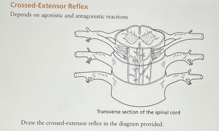 Solved Crossed-Extensor Reflex Depends on agonistic and | Chegg.com