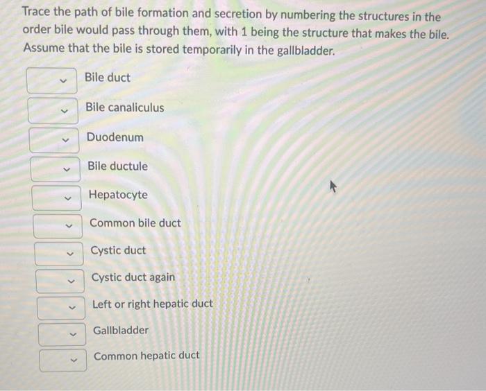 Solved Trace the path of bile formation and secretion by | Chegg.com
