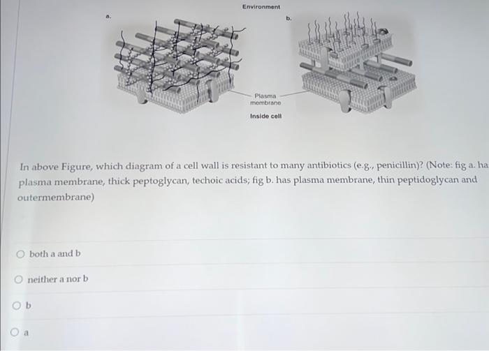 Solved O both a and b O neither a nor b Ob a. O a | Chegg.com