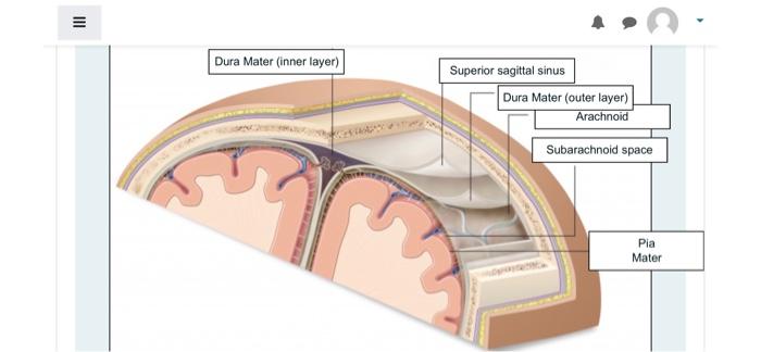 Solved = III Dura Mater (inner layer) Superior sagittal | Chegg.com