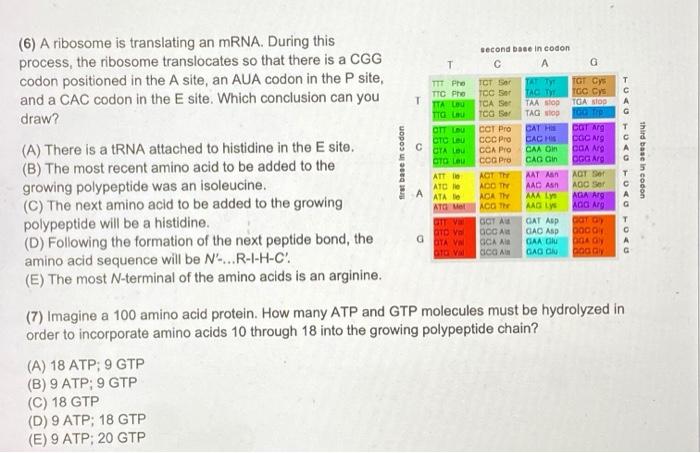 Solved second base in codon с A T G TGT Cys TGC Cys TGA OD | Chegg.com