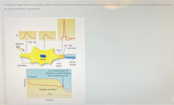 Solved useing the image below as a guide, explain how the | Chegg.com