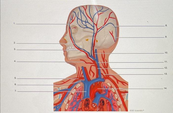 Solved label major blood vessels | Chegg.com