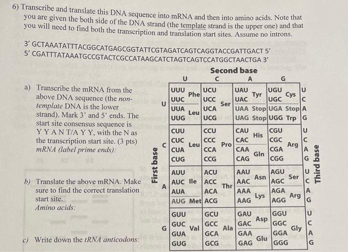 Solved 6) Transcribe and translate this DNA sequence into | Chegg.com