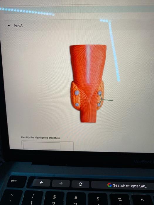 Solved y Part A Identify the highlighted structure esc T → c | Chegg.com