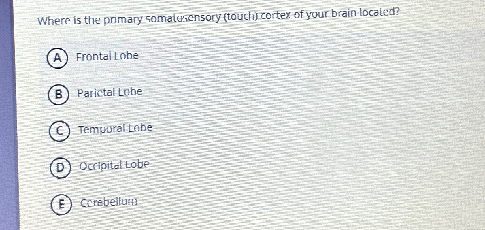 Solved Where is the primary somatosensory (touch) ﻿cortex of | Chegg.com