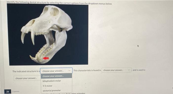 Solved Identify the following dental structure by selecting | Chegg.com