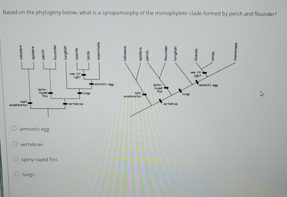 Solved Based on the phylogeny below, what is a synapomorphy | Chegg.com