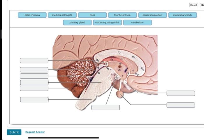 Solved Drag the appropriate labels to their respective | Chegg.com
