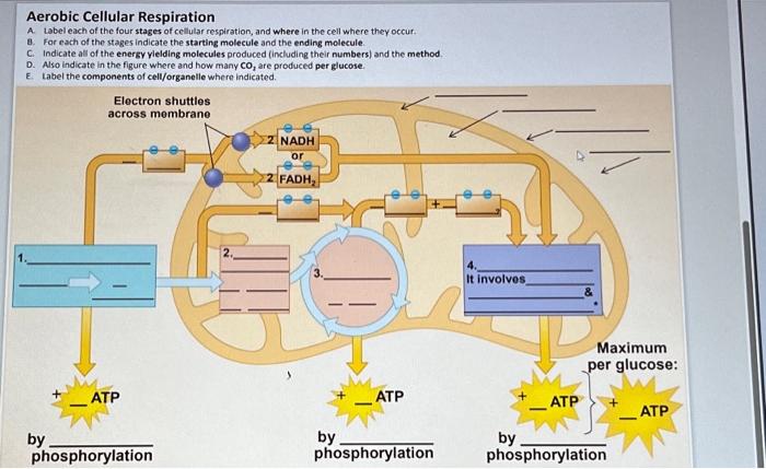Solved Aerobic Cellular Respiration A. Label each of the | Chegg.com