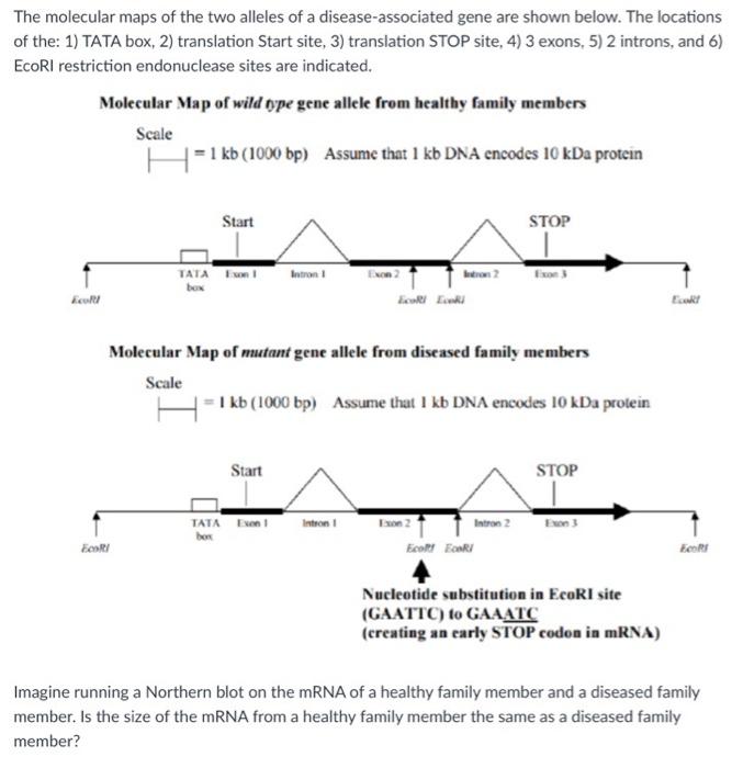 Solved The molecular maps of the two alleles of a | Chegg.com