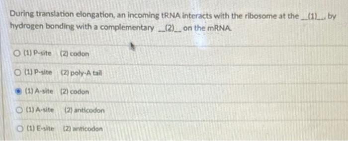 Solved During translation elongation, an incoming tRNA | Chegg.com