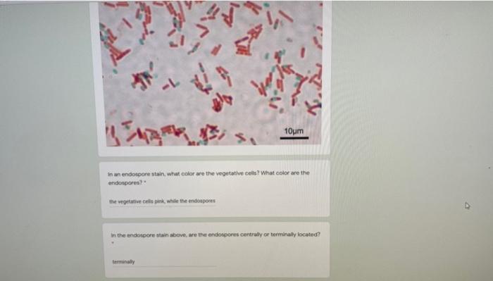 Solved -L 10 10um In an endospore stain, what color are the | Chegg.com