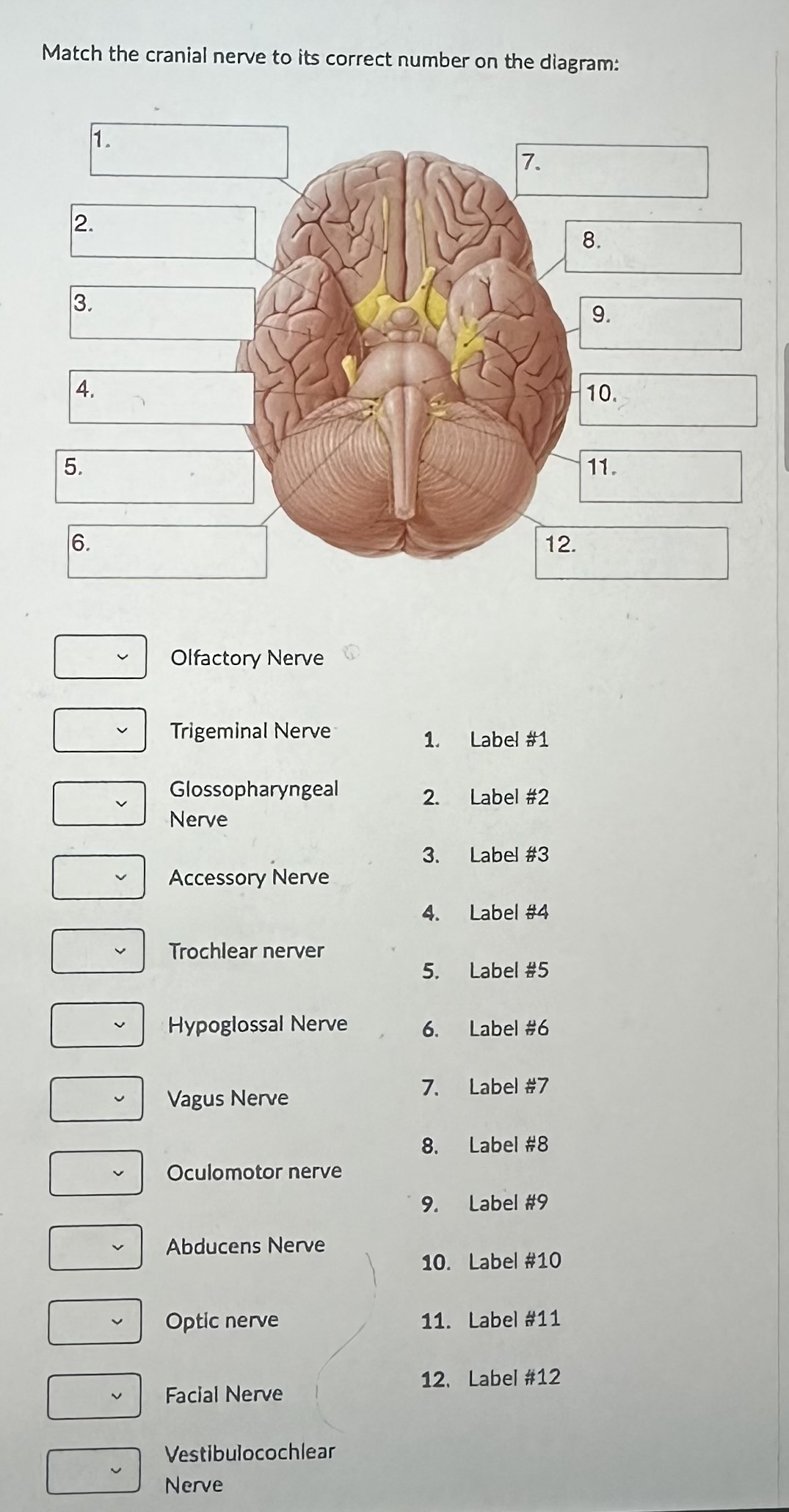 Solved Match the cranial nerve to its correct number on the | Chegg.com