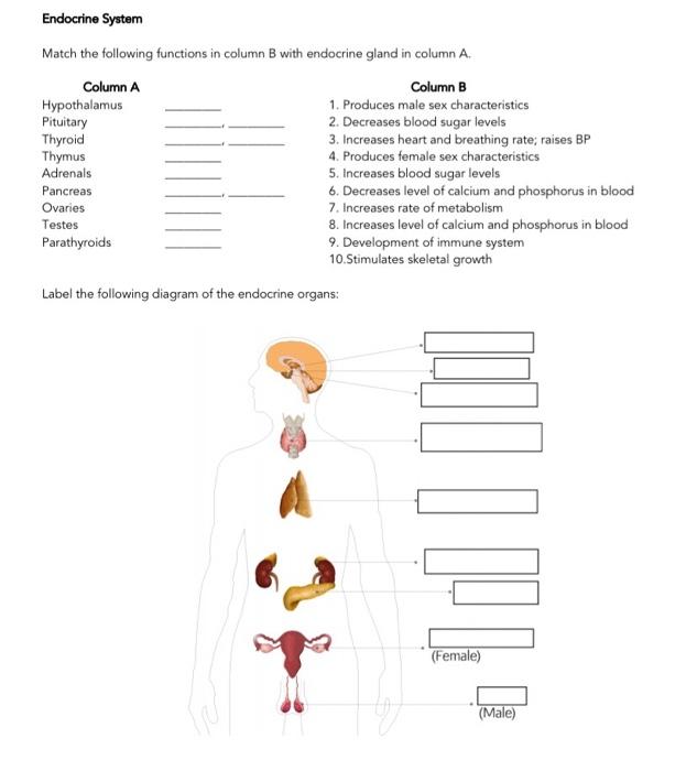 Solved Match the following functions in column B with | Chegg.com