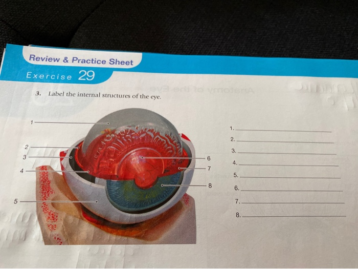 Review & Practice Sheet Exercise 29 3. Label the | Chegg.com