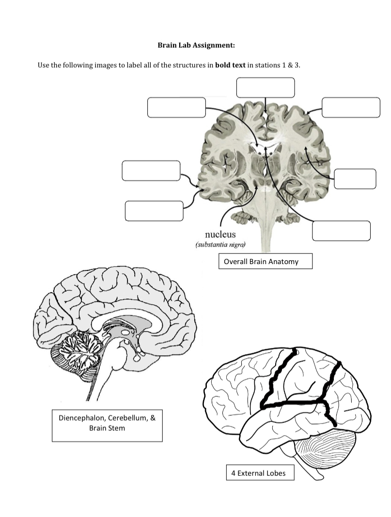 Solved Brain Lab Assignment:Use the following images to | Chegg.com