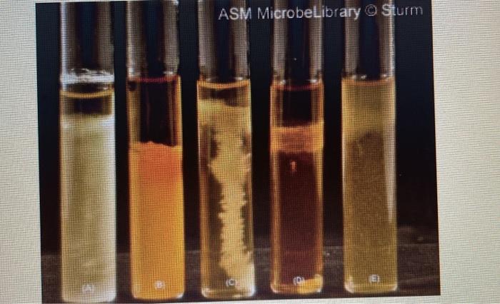 Solved ASM MicrobeLibrary Sturm Figure 2 Organisms grown | Chegg.com