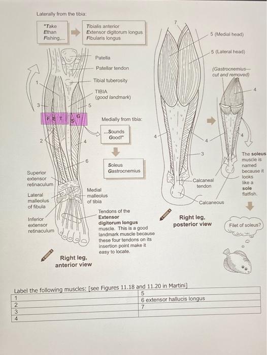 Solved Laterally from the tibia "Take Ethan Fishing... | Chegg.com