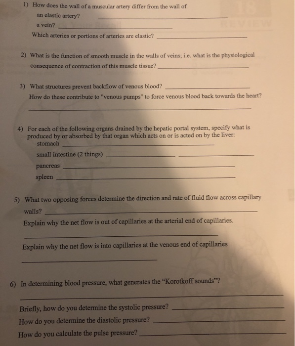 Solved 1) How does the wall of a muscular artery differ from | Chegg.com
