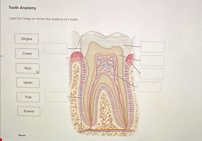 Solved tes Tooth Anatomy Label the image to review the | Chegg.com